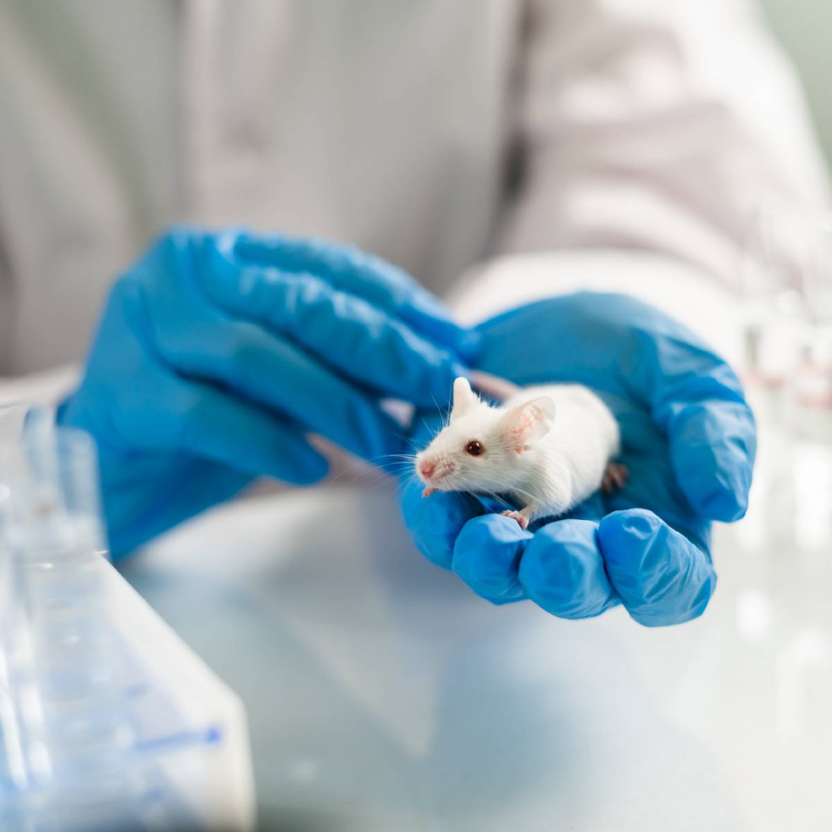 Animal Biotechnology Applications