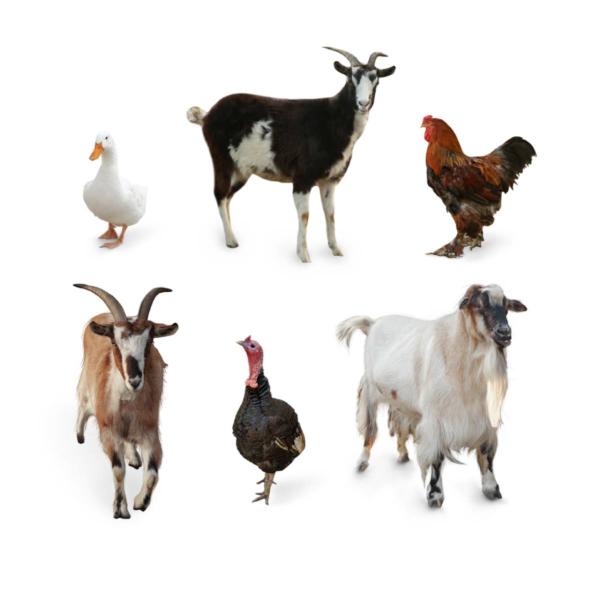 The Lives of Animals