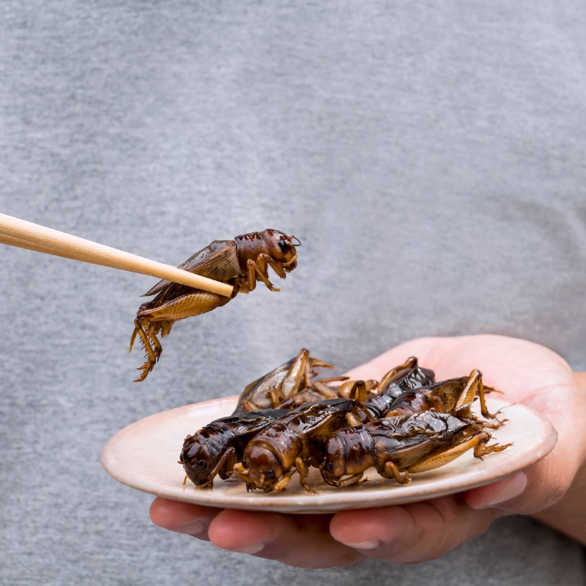 Nutritional Benefit Aspect of Edible Insects