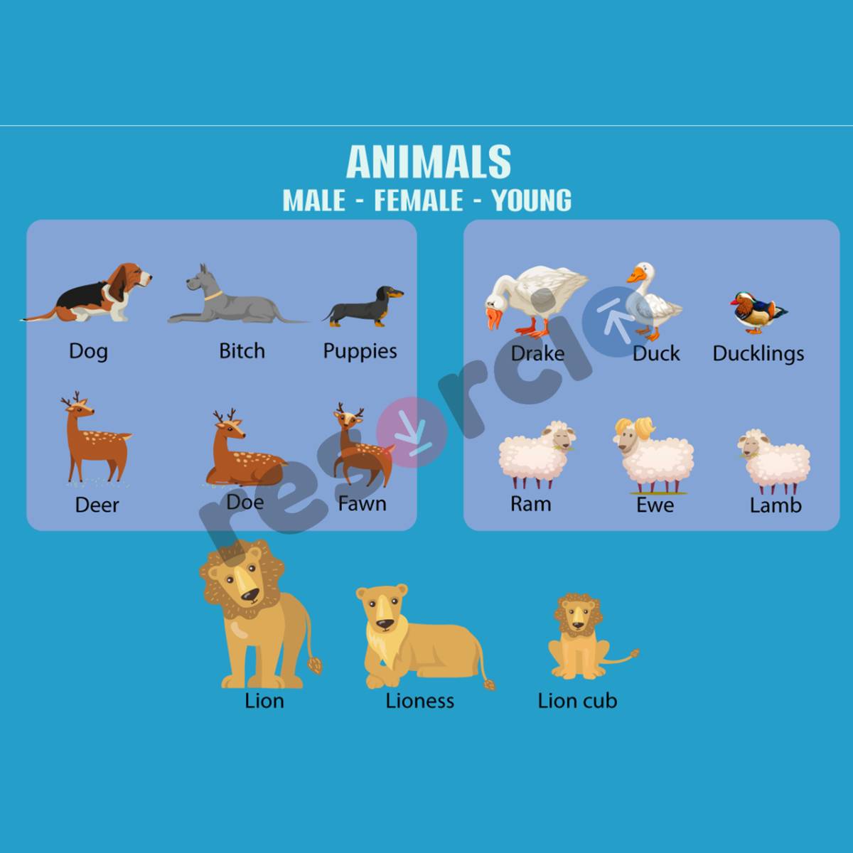Animals - Male, Female, Young - 04
