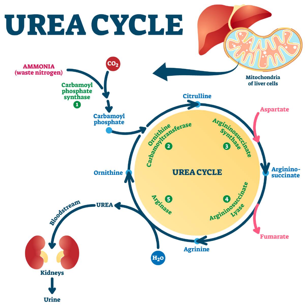 Urea Cycle Urea Cycle