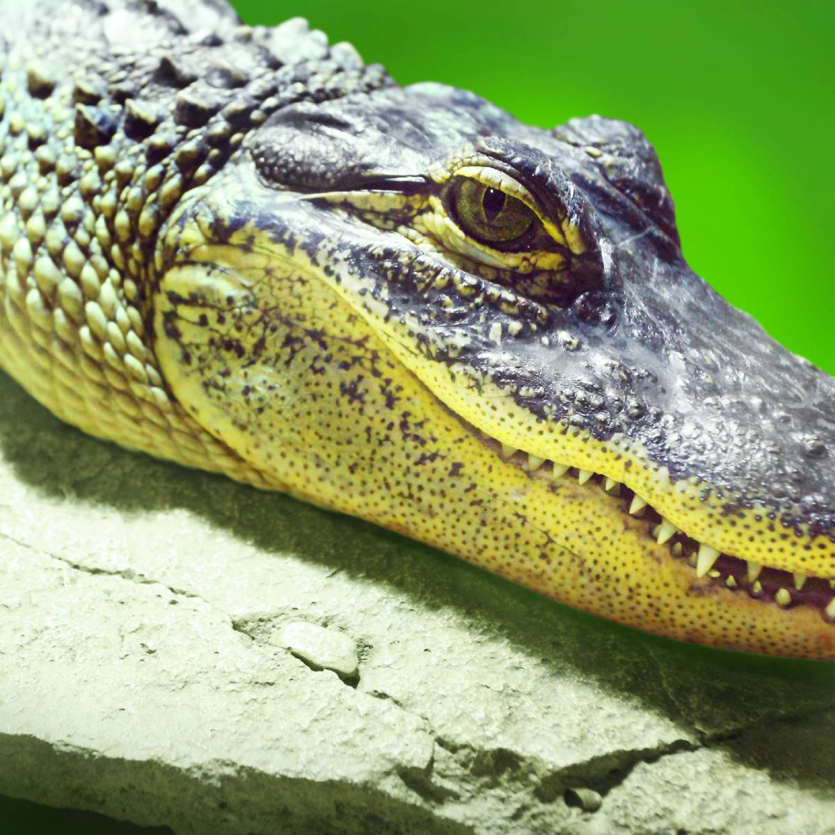 Amazing Reptiles, Amphibians and Birds of the Amazon Rainforest