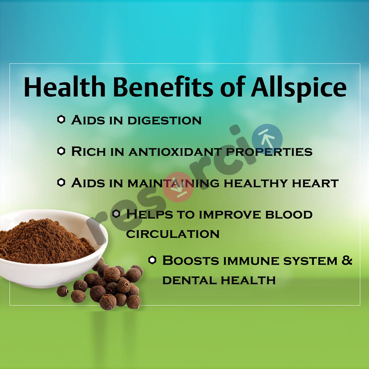 Allspice Health Effects at Tayla Currey blog