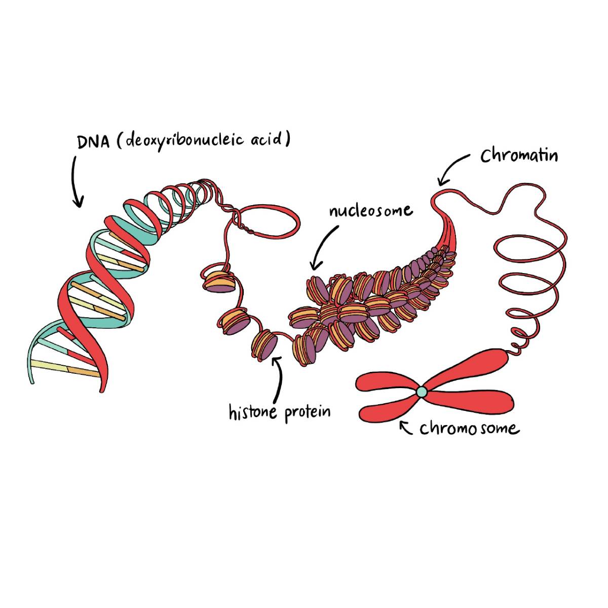 Chromosome and Its Structure