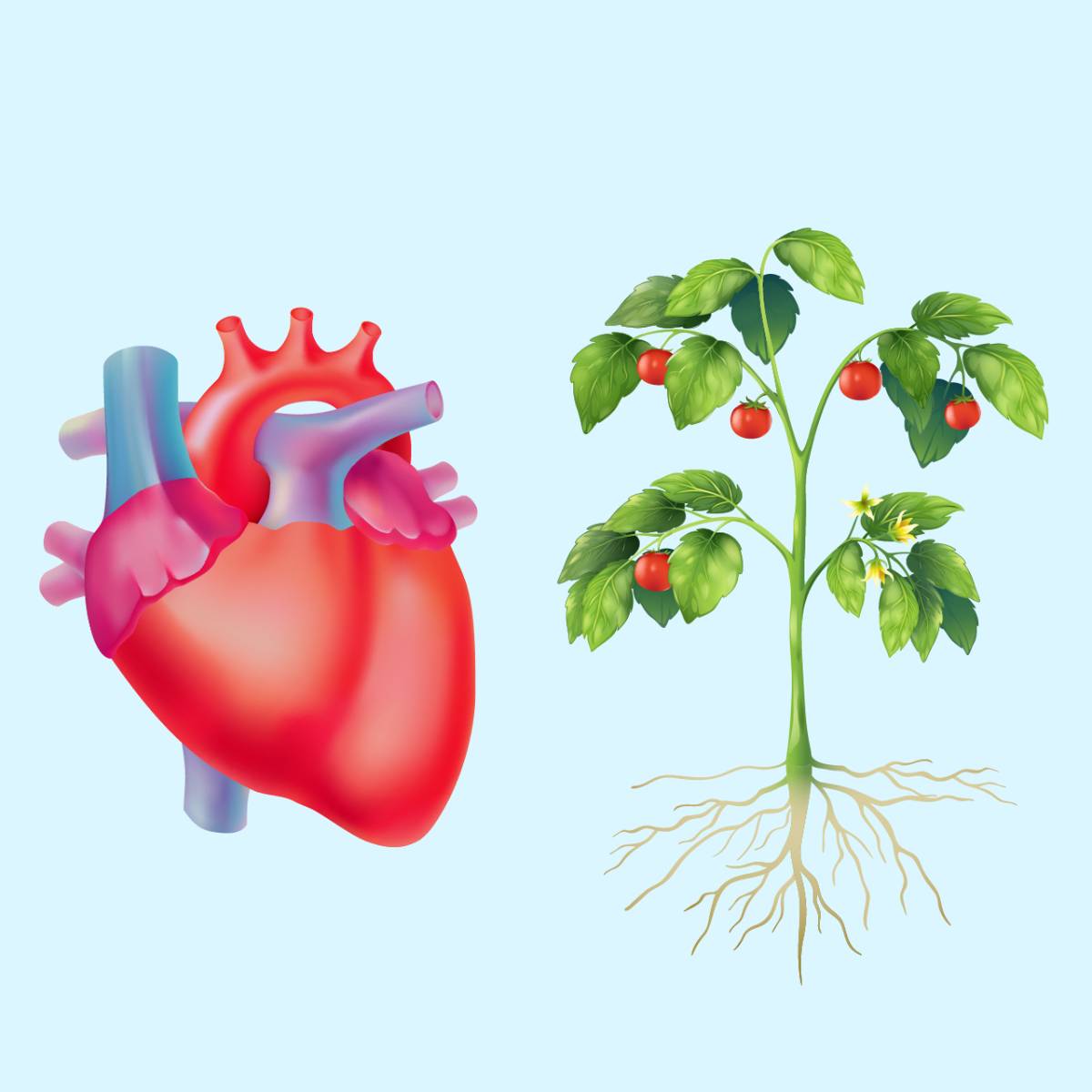 Science - Chapter 11 - Transportation in Animals and Plants - Part 1