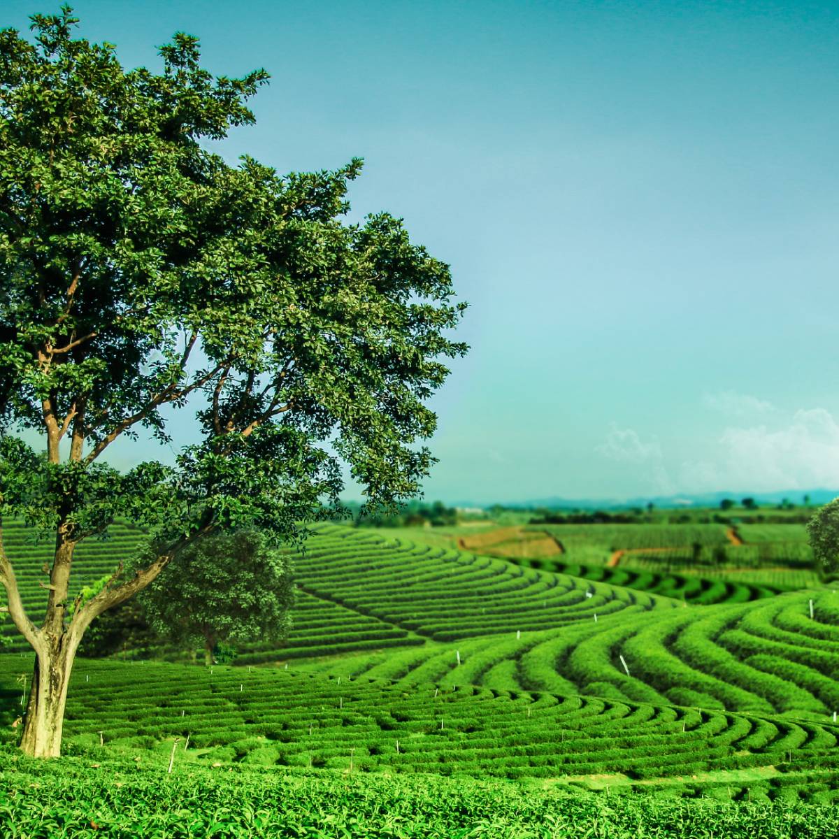 Must Visit Places in Assam