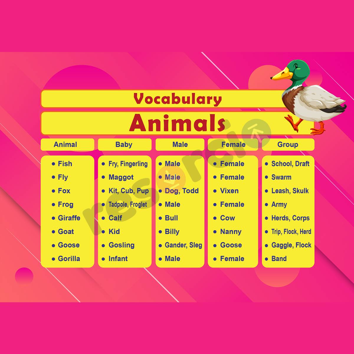 Vocabulary Animals - 07