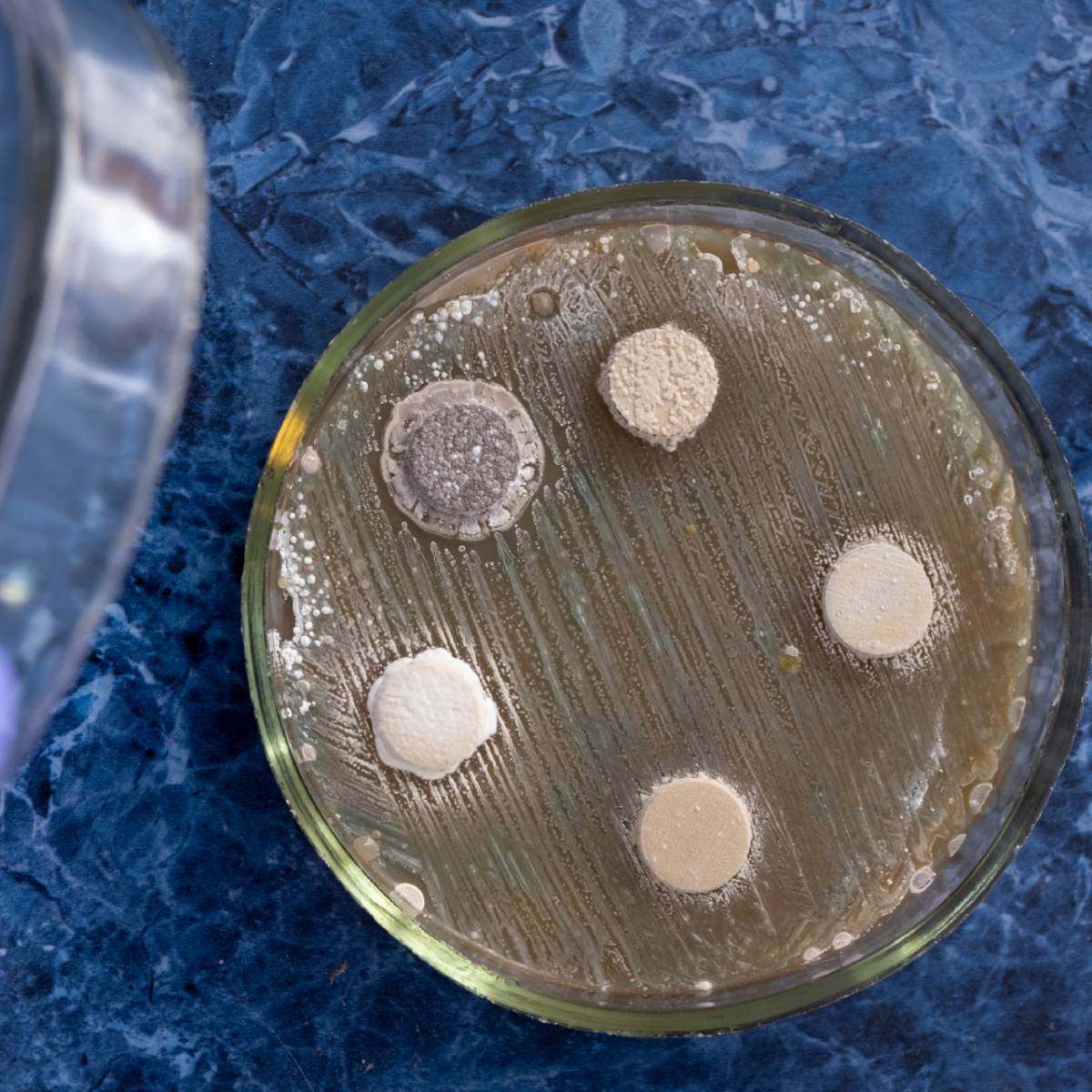 Cultivating Bacteria