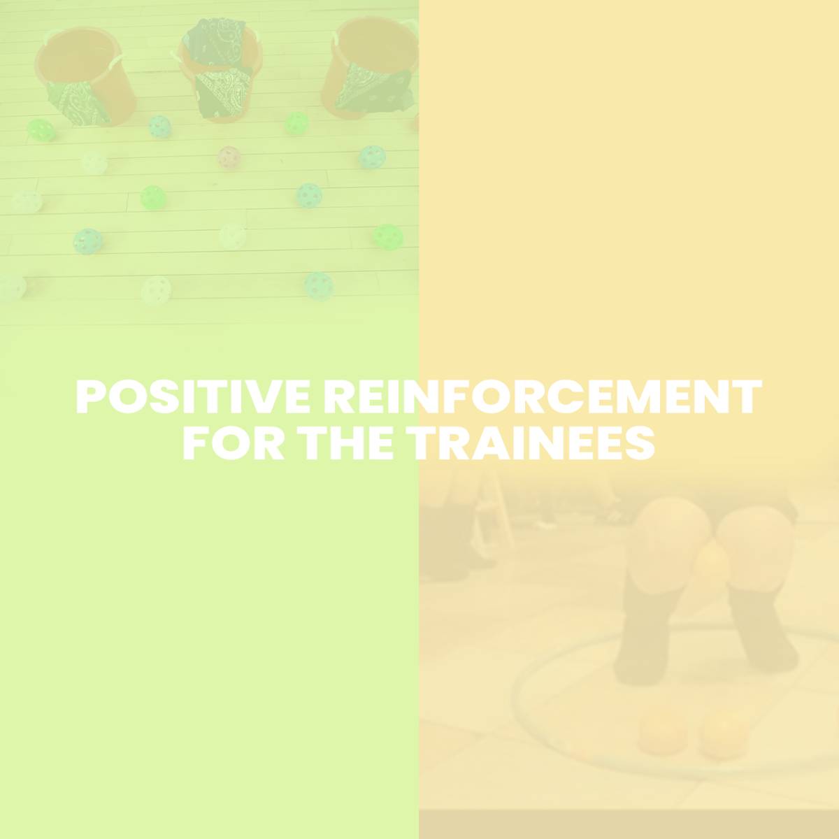 Positive Reinforcement for the Trainees