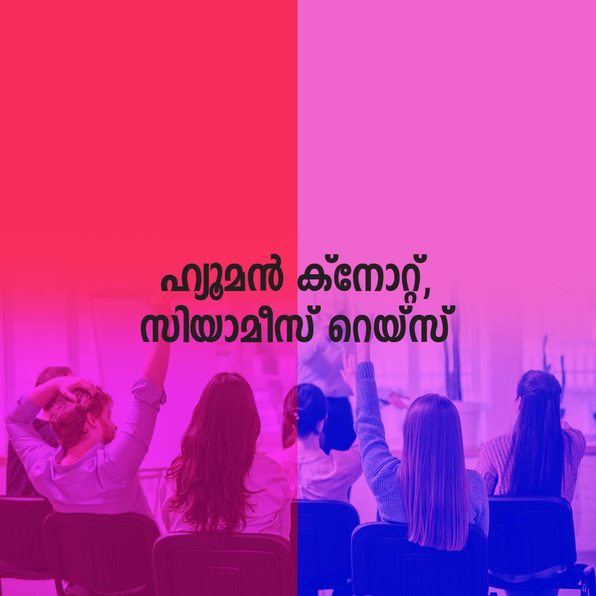 Human Knot, Siamese Race