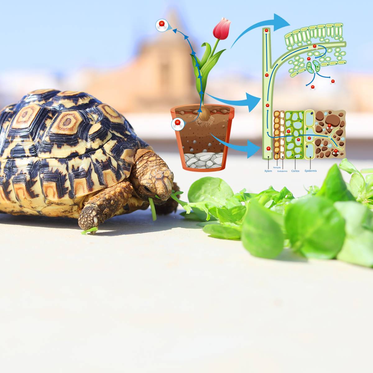 Science - Chapter 11 - Transportation in Animals and Plants - Part 2