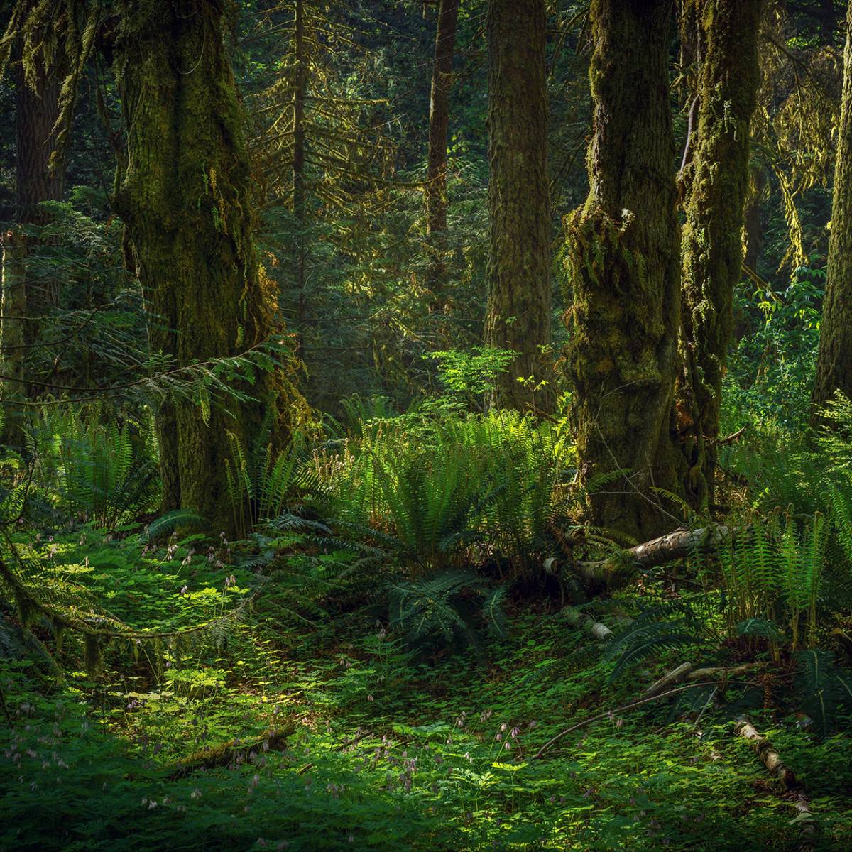 Our Environment - Human Environment Interactions The Tropical and The ...