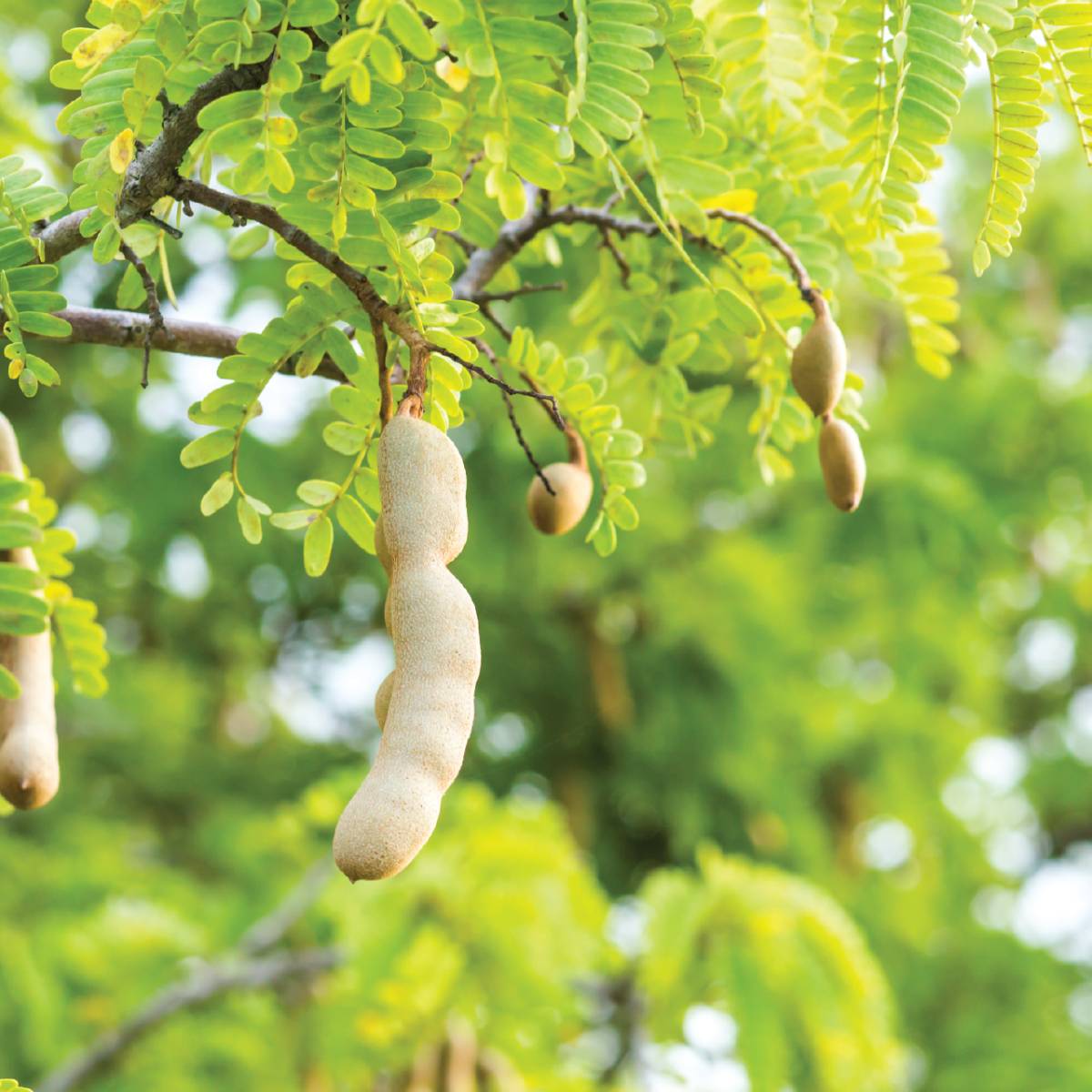 Benefits of the Tamarind Tree
