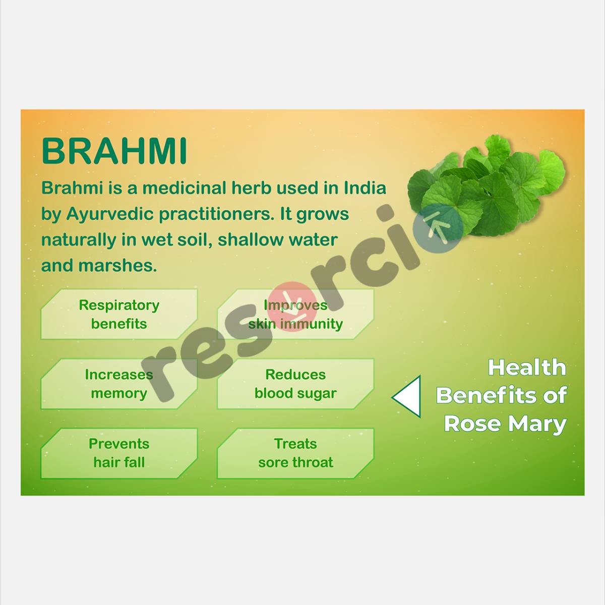 Health Benefits of Brahmi - 02