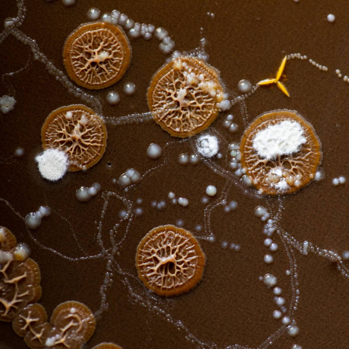 Factors Affecting Growth of Micro-Organisms