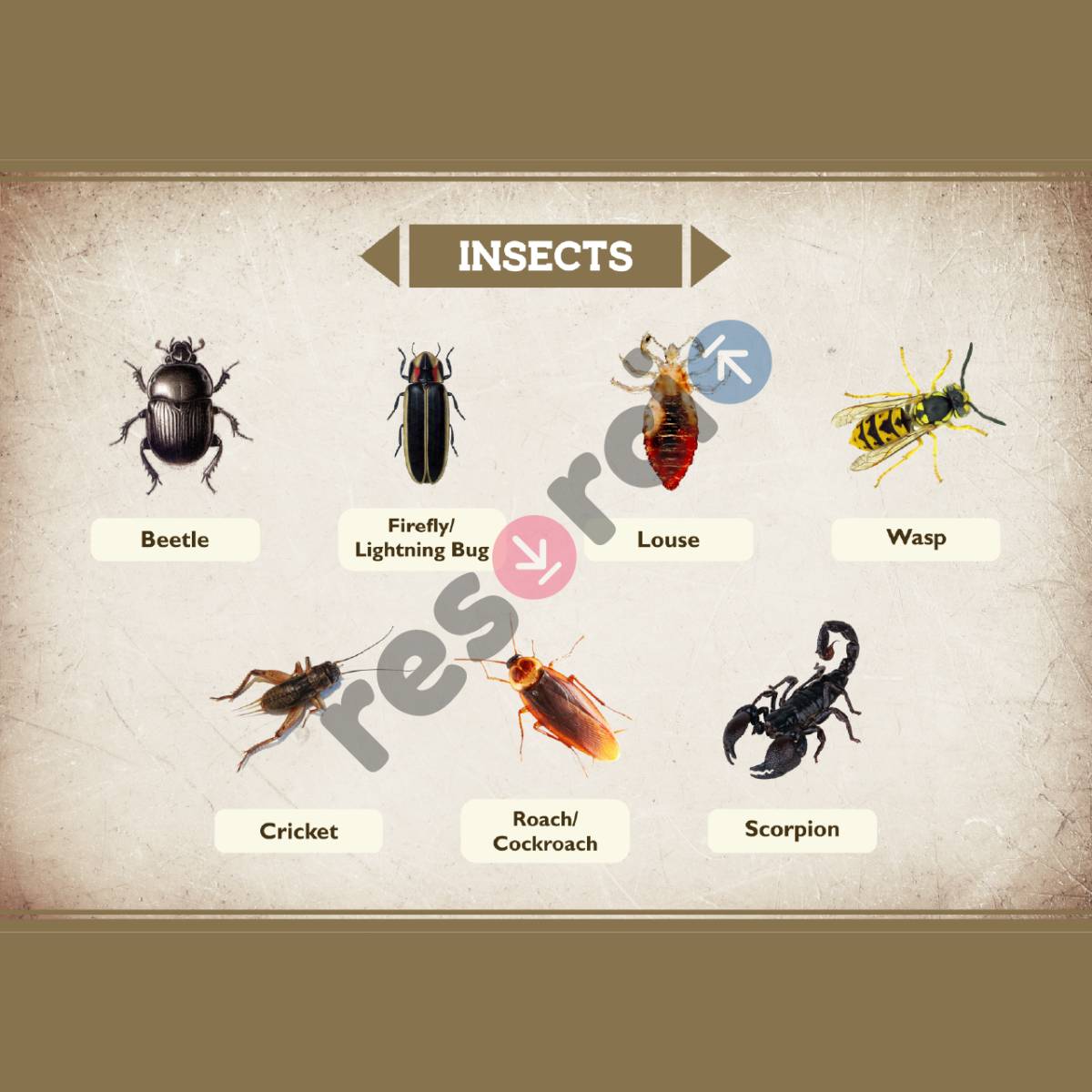 Insects - Template 03
