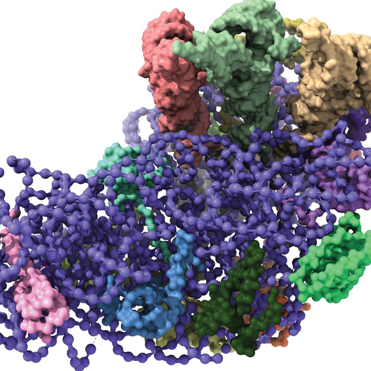 Ribosome and Translation