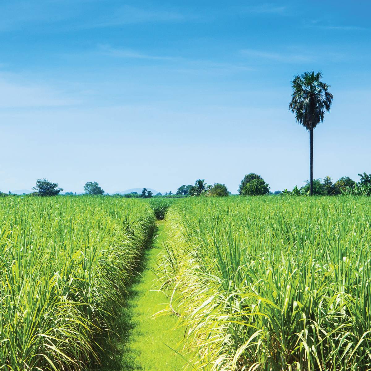 Cultivation in Telangana Part 2