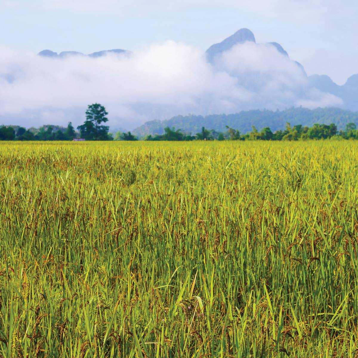 Cultivation in Andhra Pradesh Part 2