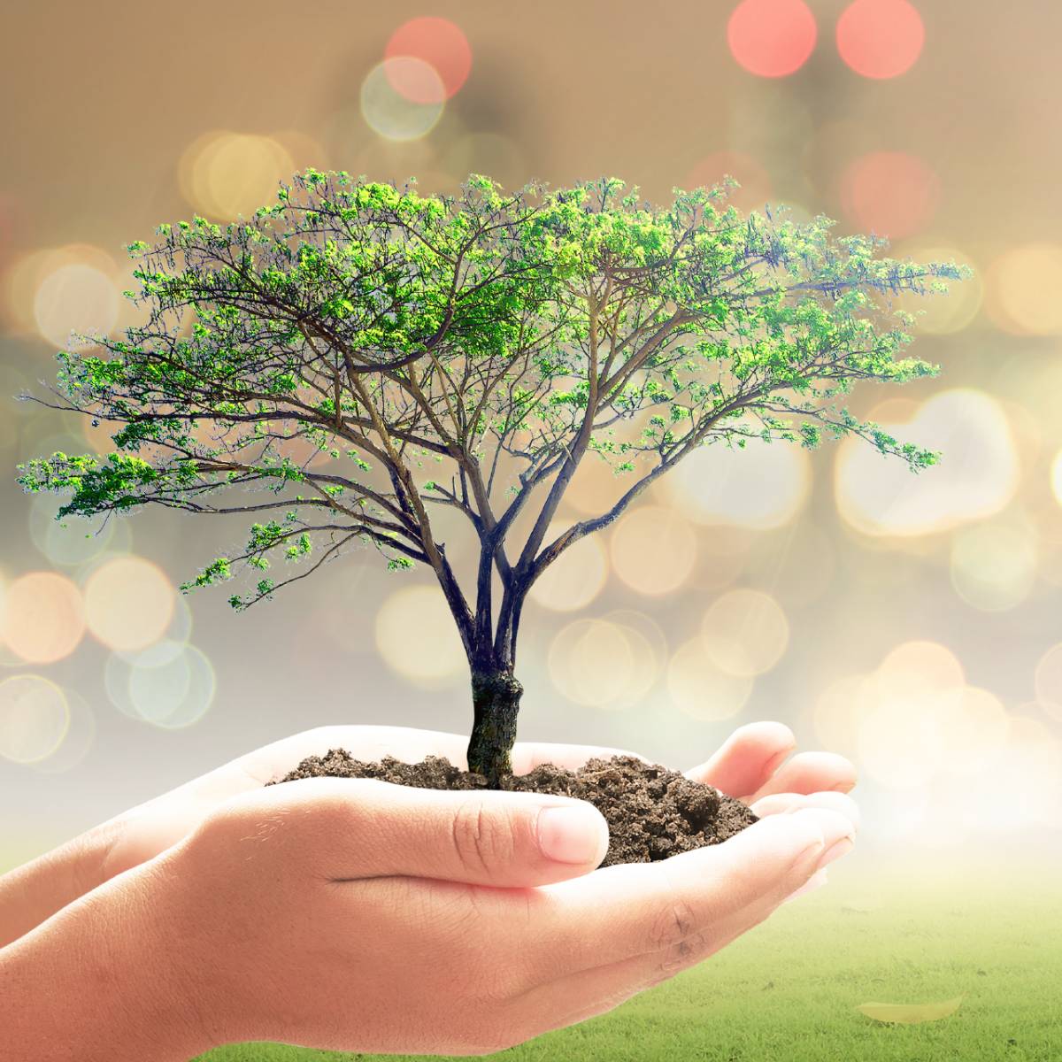 Environmental Resource Management