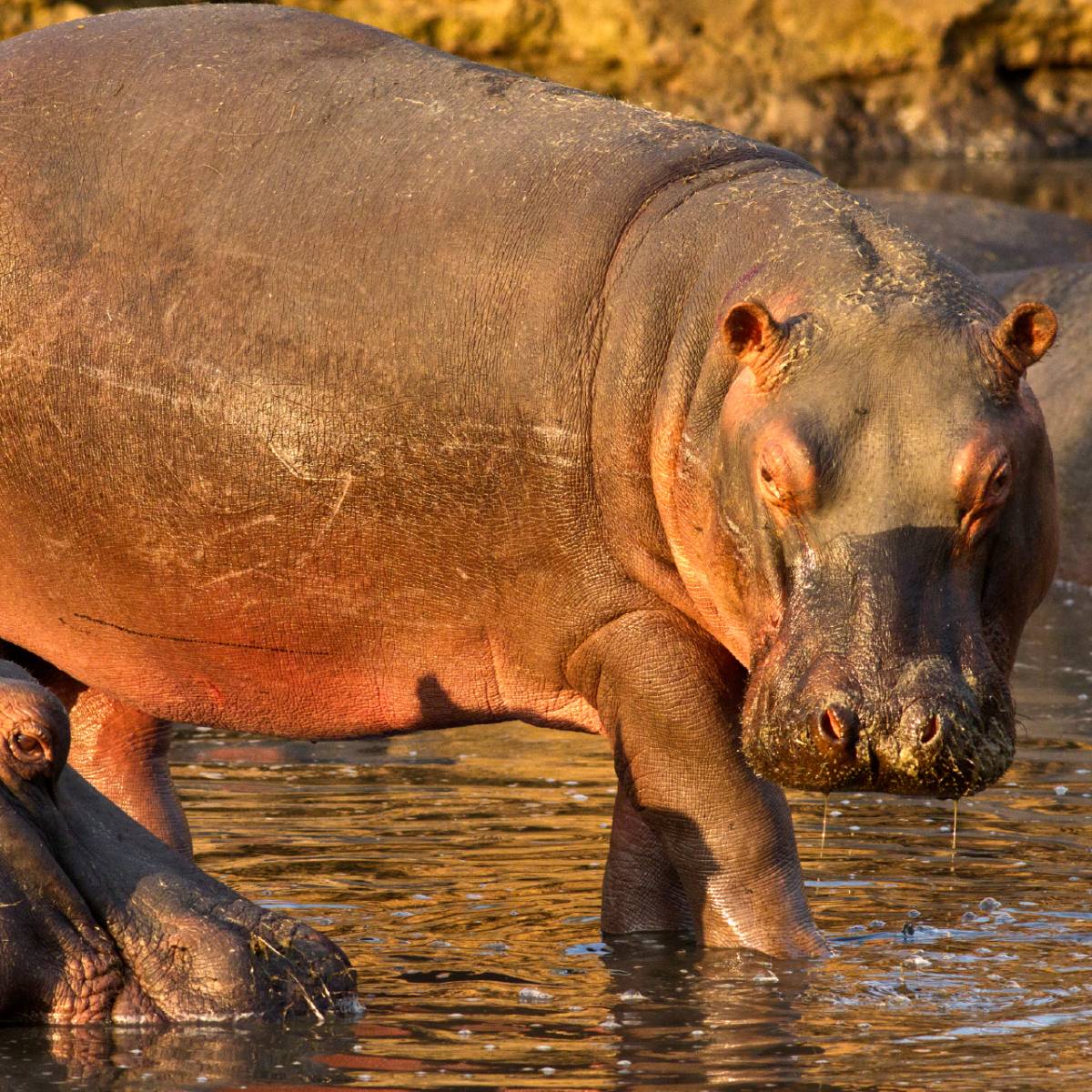 Animal Classification