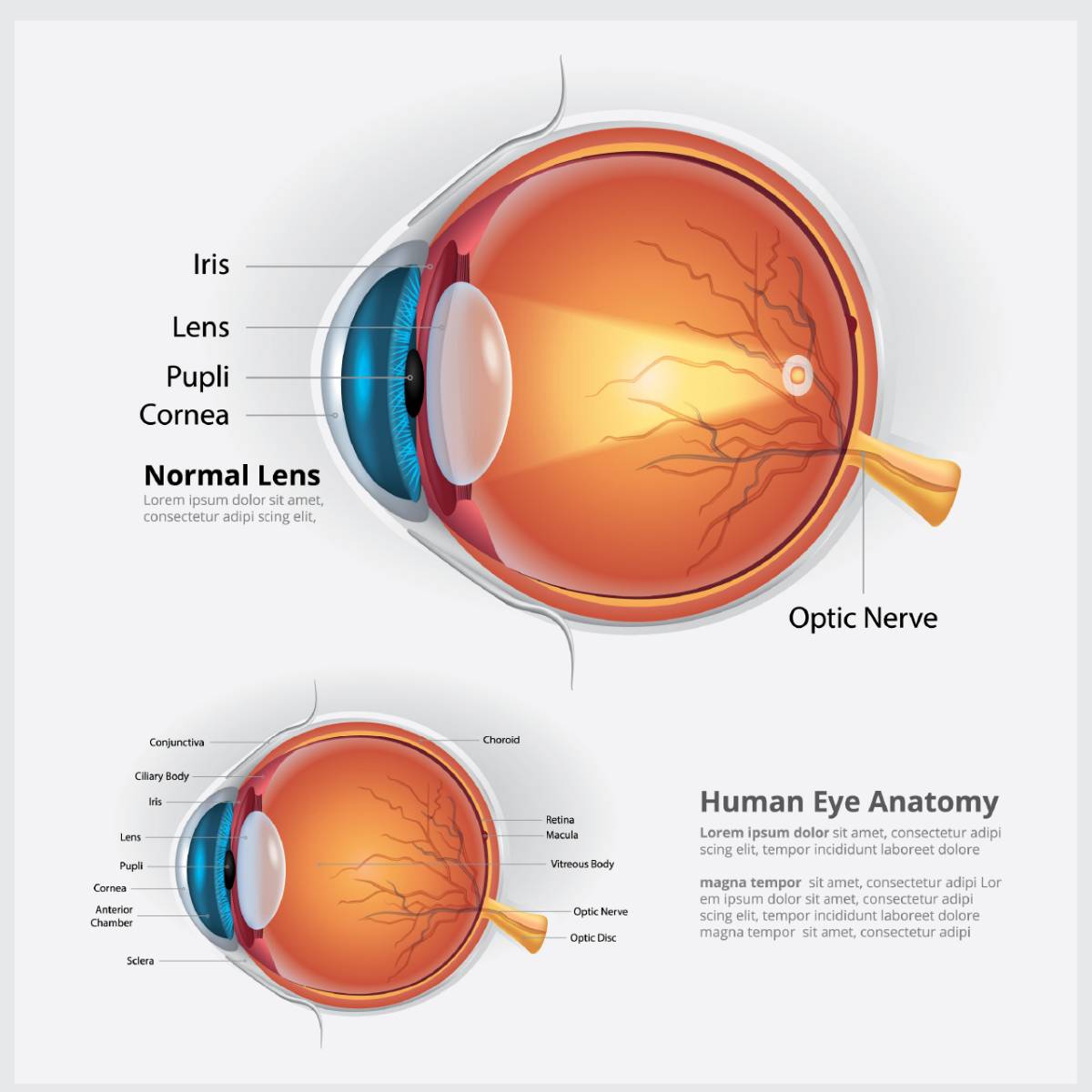 Anatomy of Eye