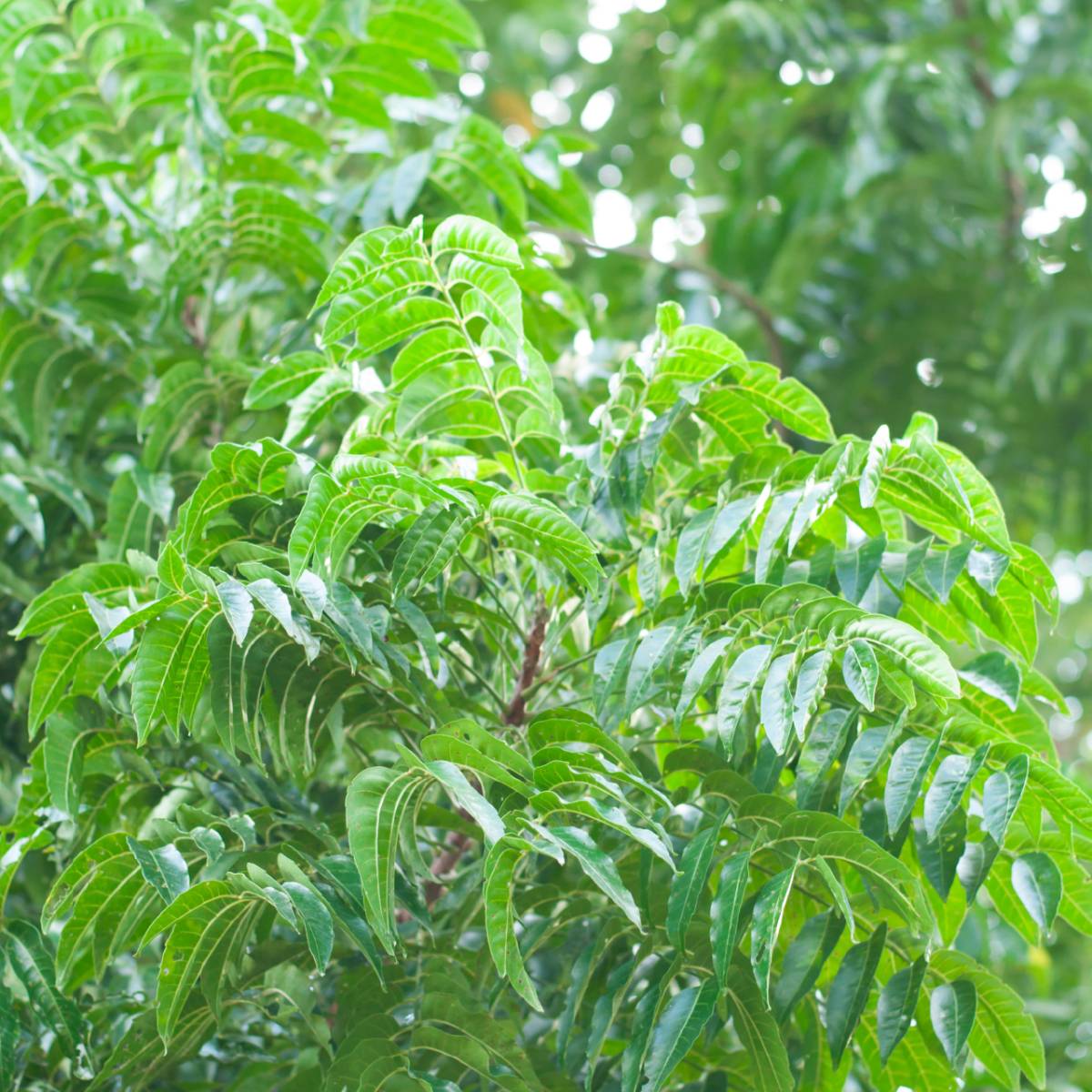 Vaeppa Maram