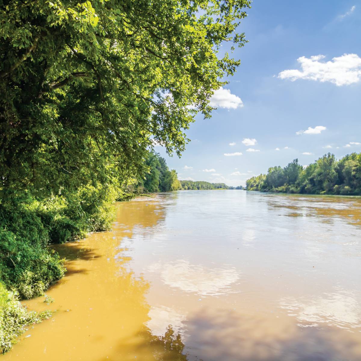 The Manjeera River