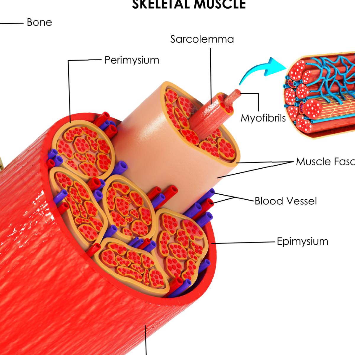Structure Of Skeletal Muscles Part 2 Structure Of Skeletal Muscles Part 2