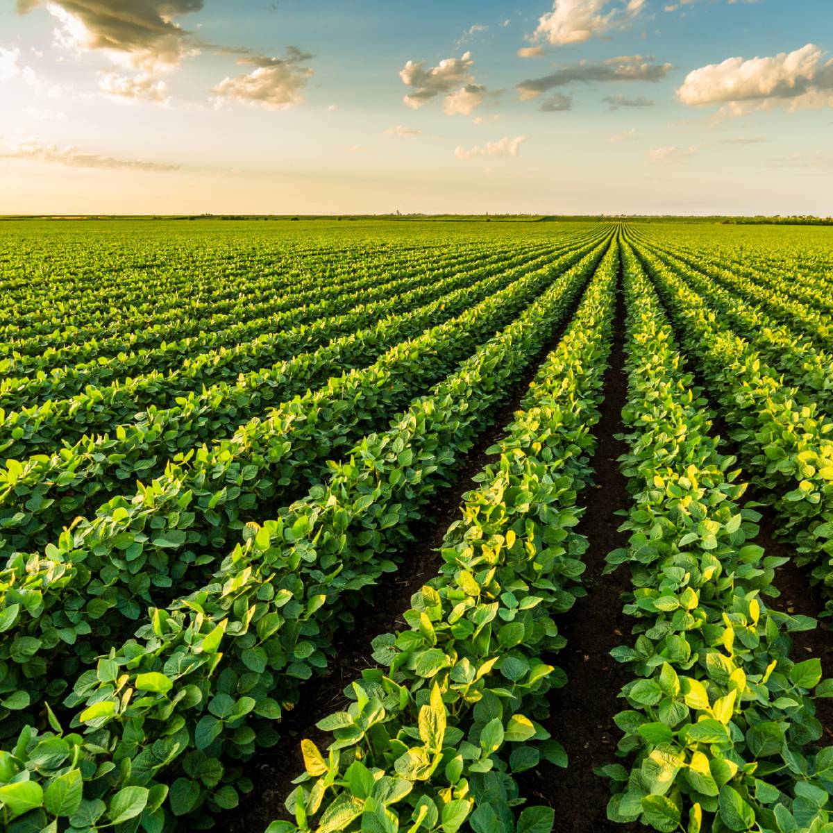 Agriculture in Andhra Pradesh & Telangana Part 1