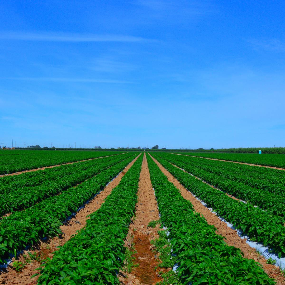 Agriculture in Andhra Pradesh & Telangana Part 5