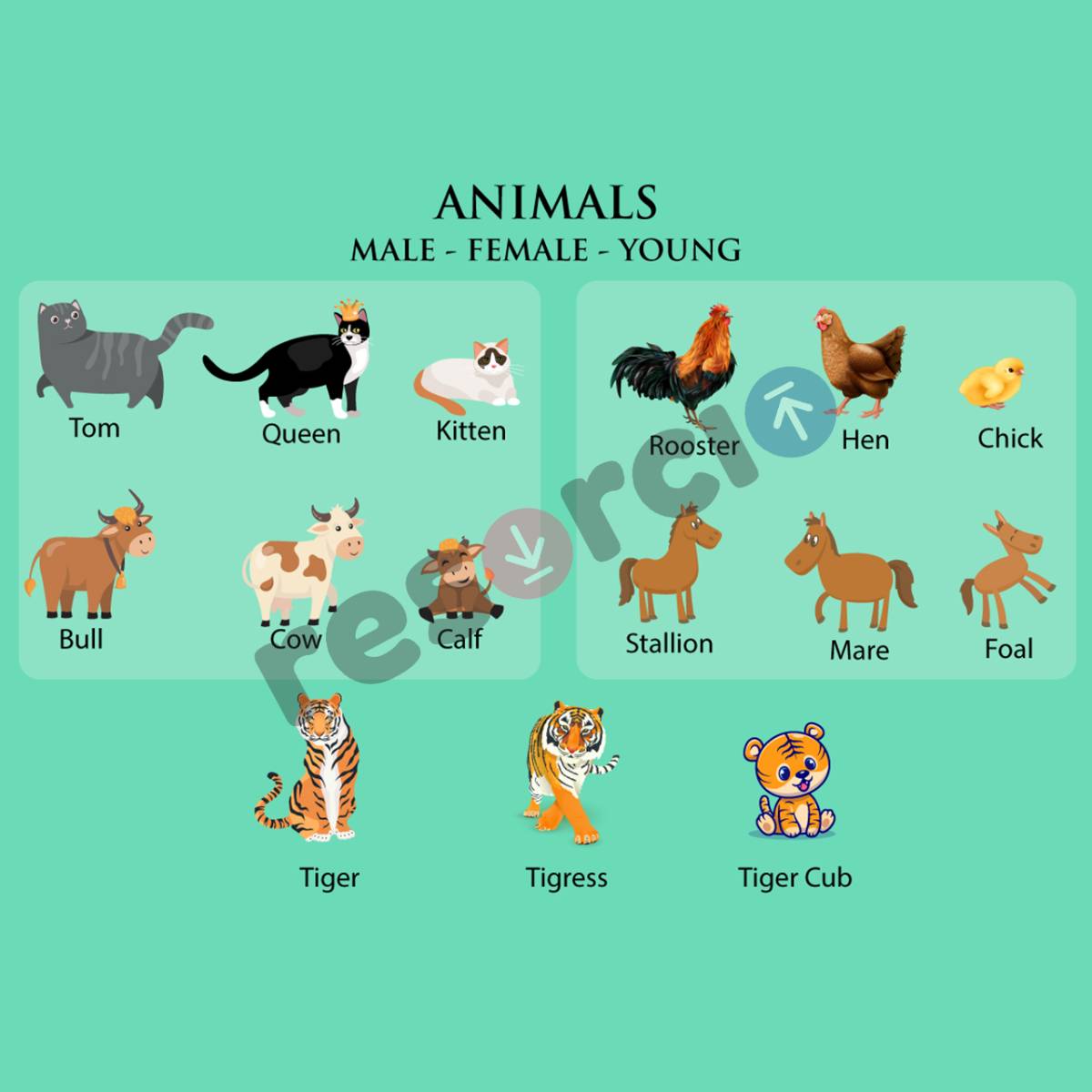 Animals - Male, Female, Young - Template 01