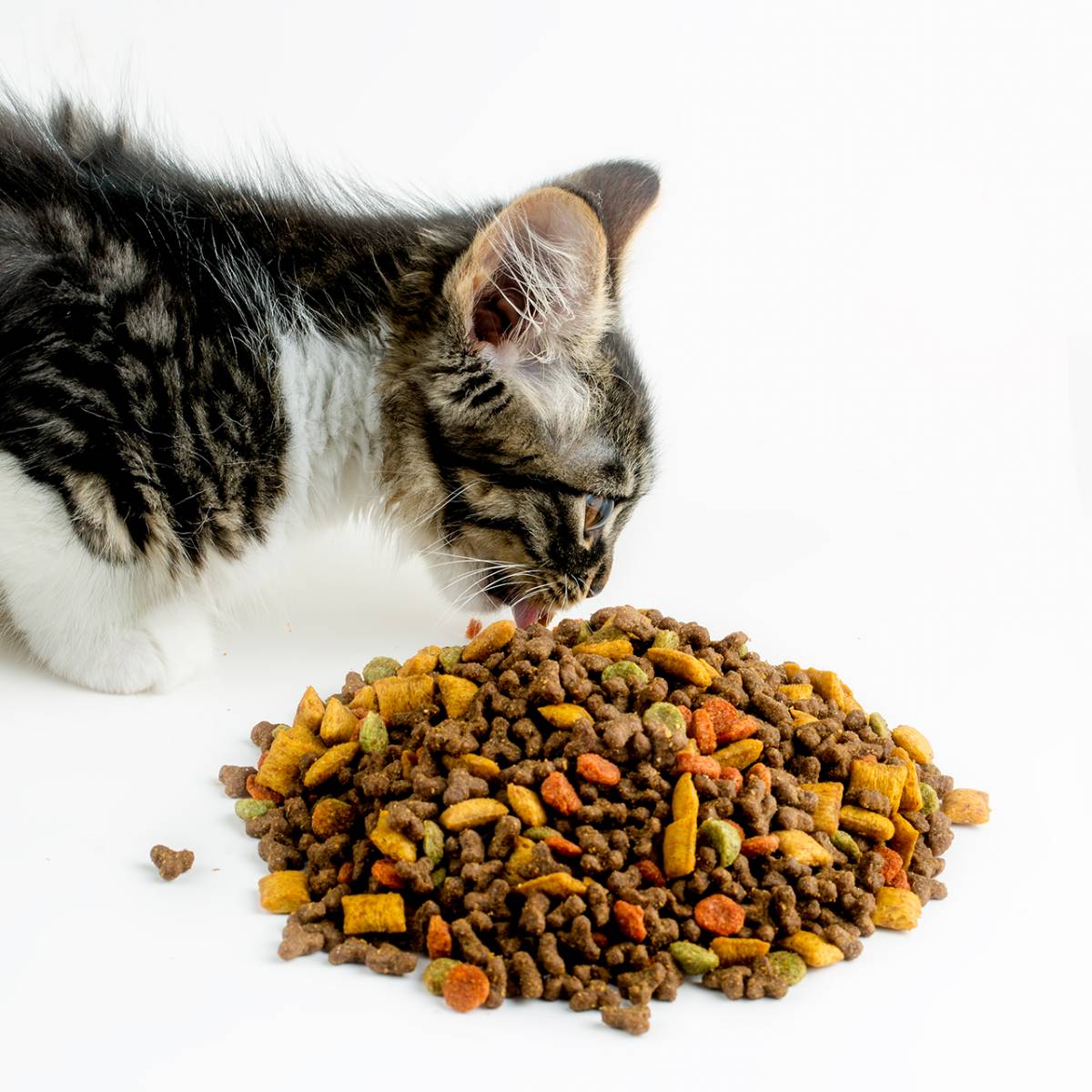 Science - Chapter 2 - Nutrition in Animals