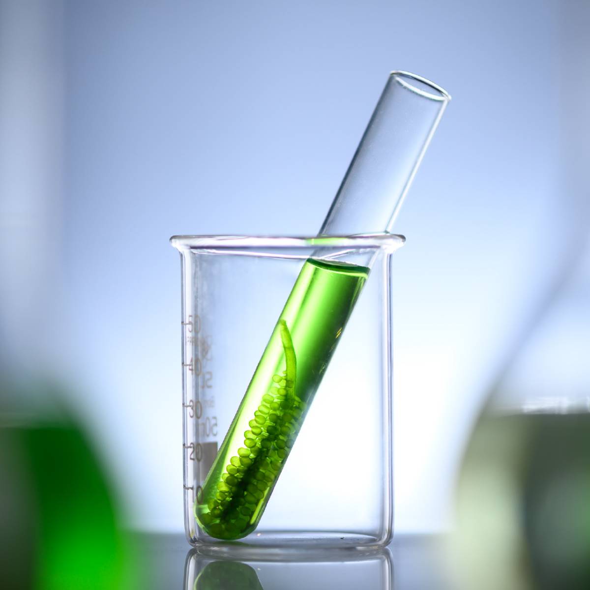 Bioprocess Technology in Biofuel Production