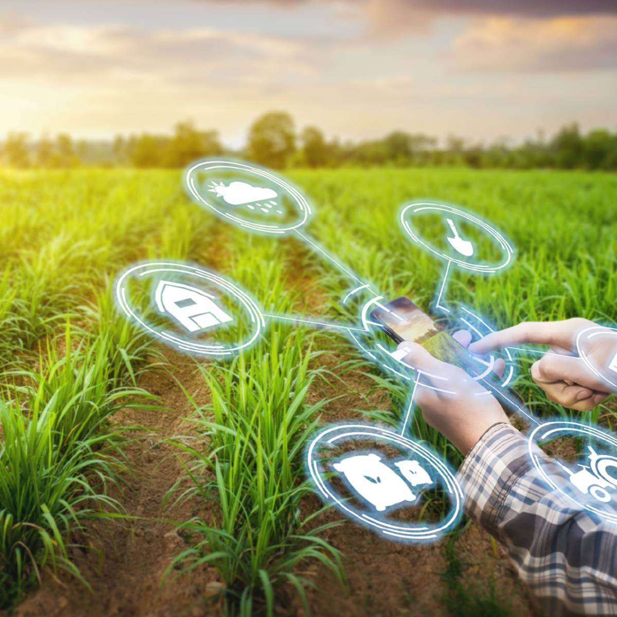 Crop Production and Management