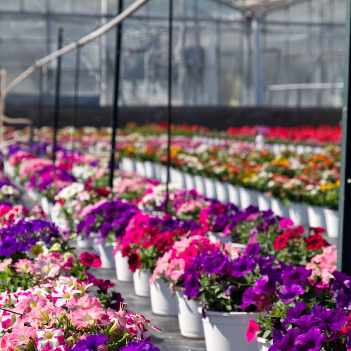 Horticulture, Floriculture and Landscaping