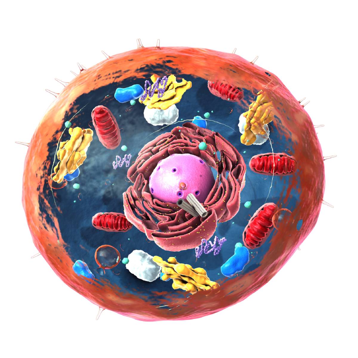 Golgi Apparatus and Lysosomes