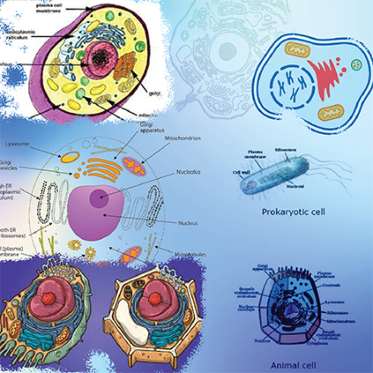 Science - Chapter 5 - The Fundamental Unit of Life - Part 2