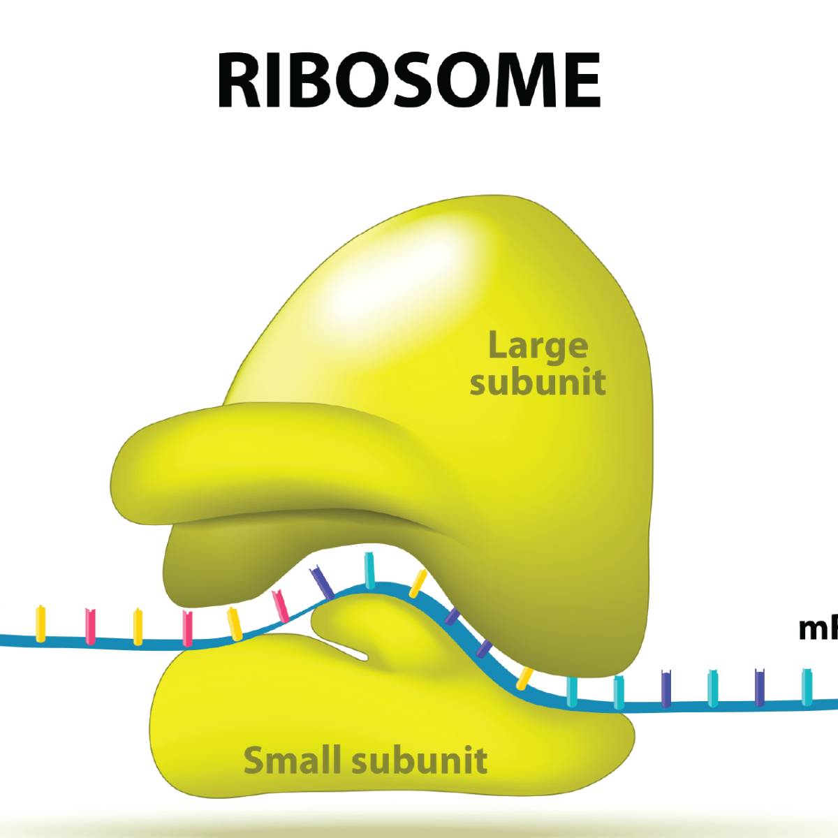 Prokaryotes Translation