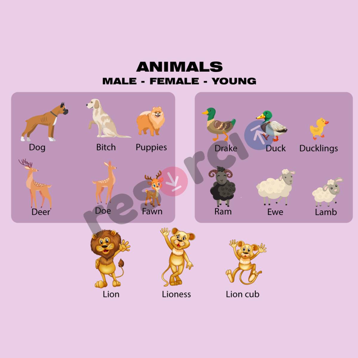 Gender Animals