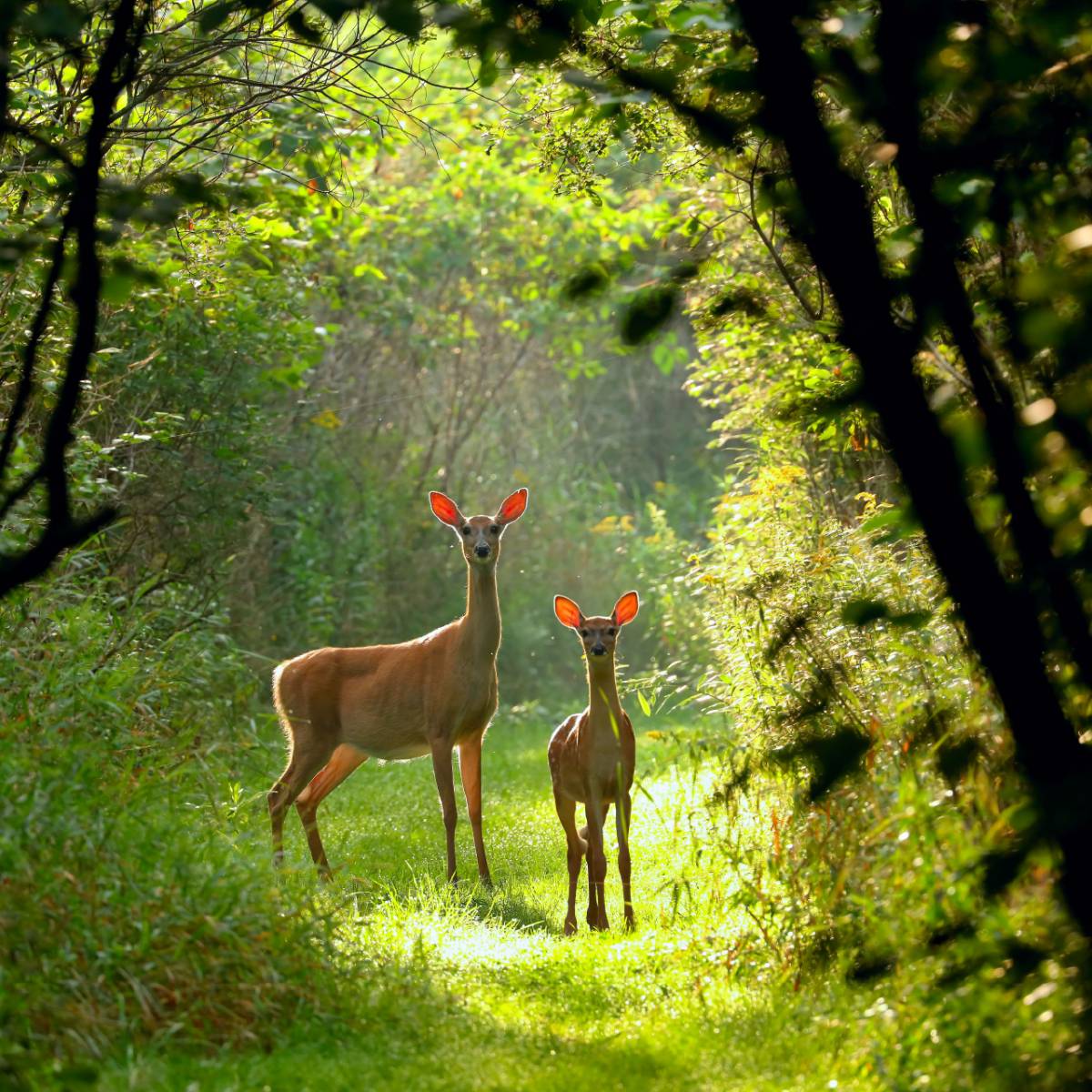 Why do People Enjoy Watching Animal Videos Over the Web