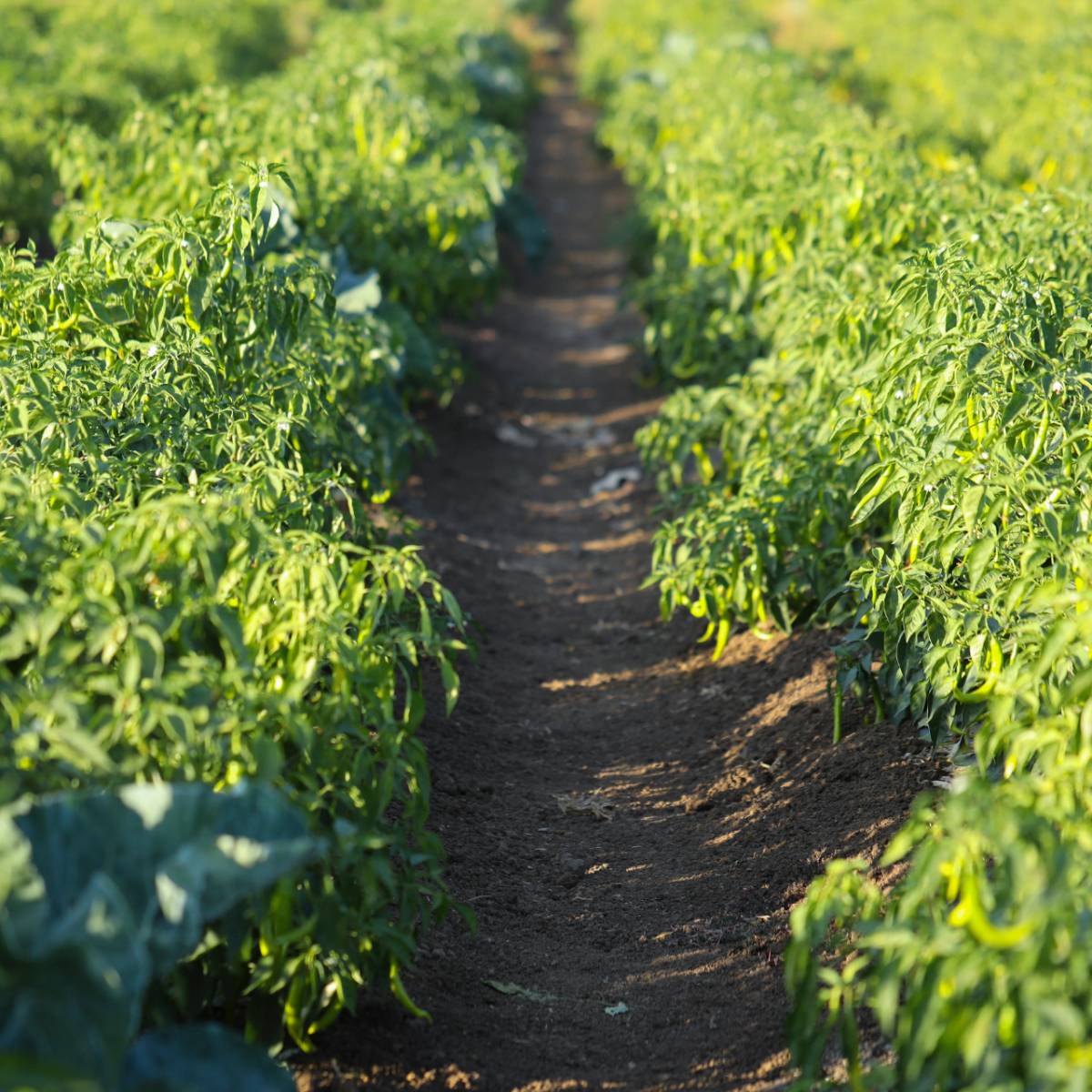 Agriculture in Andhra Pradesh & Telangana Part 6