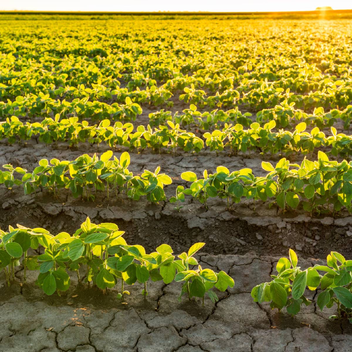 Agriculture in Andhra Pradesh & Telangana Part 2