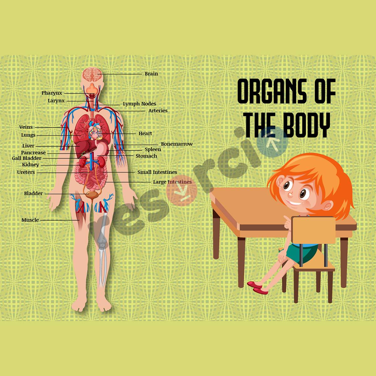 Organs Of The Body 03 Organs Of The Body 03