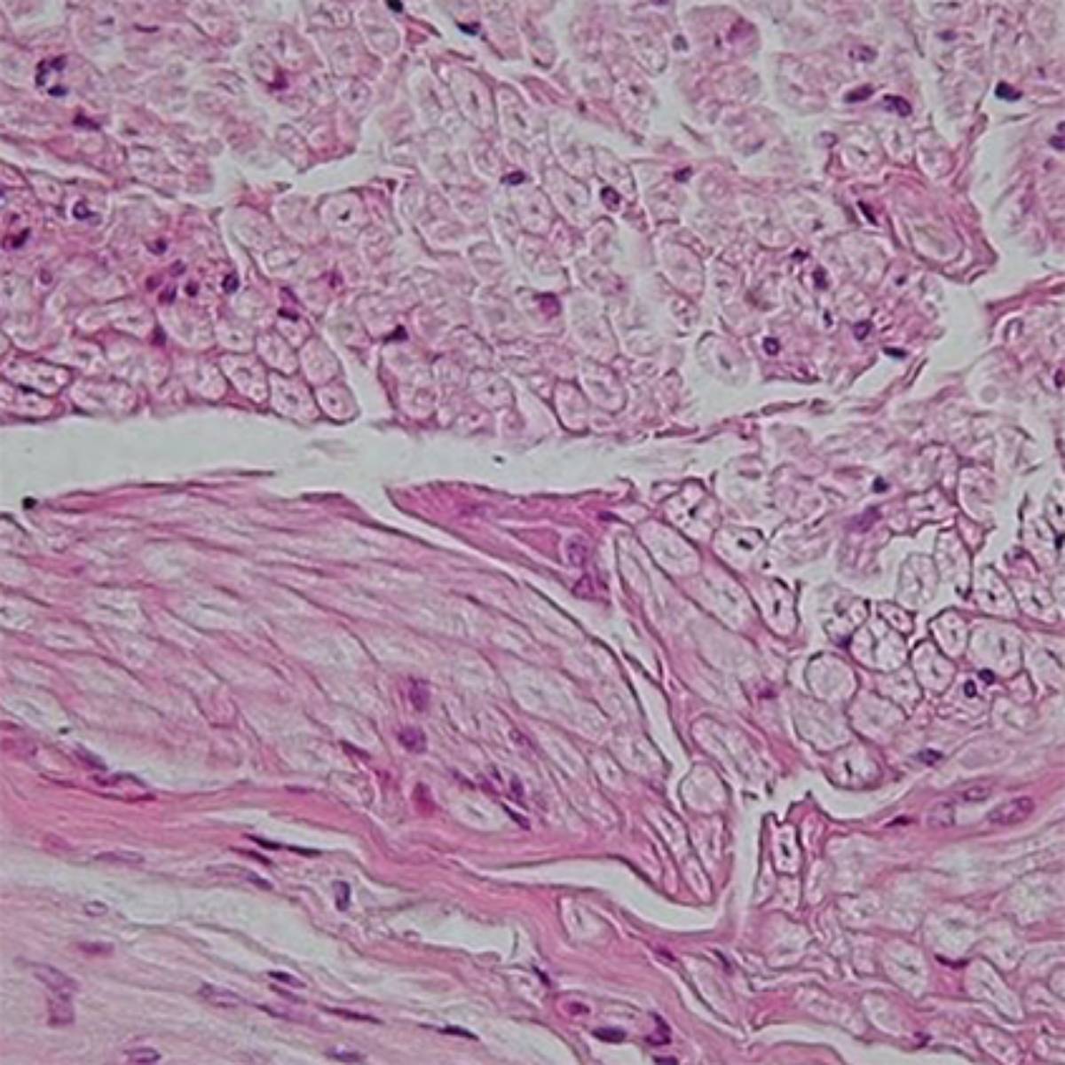 Science - Chapter 6 - Tissues - Part 1