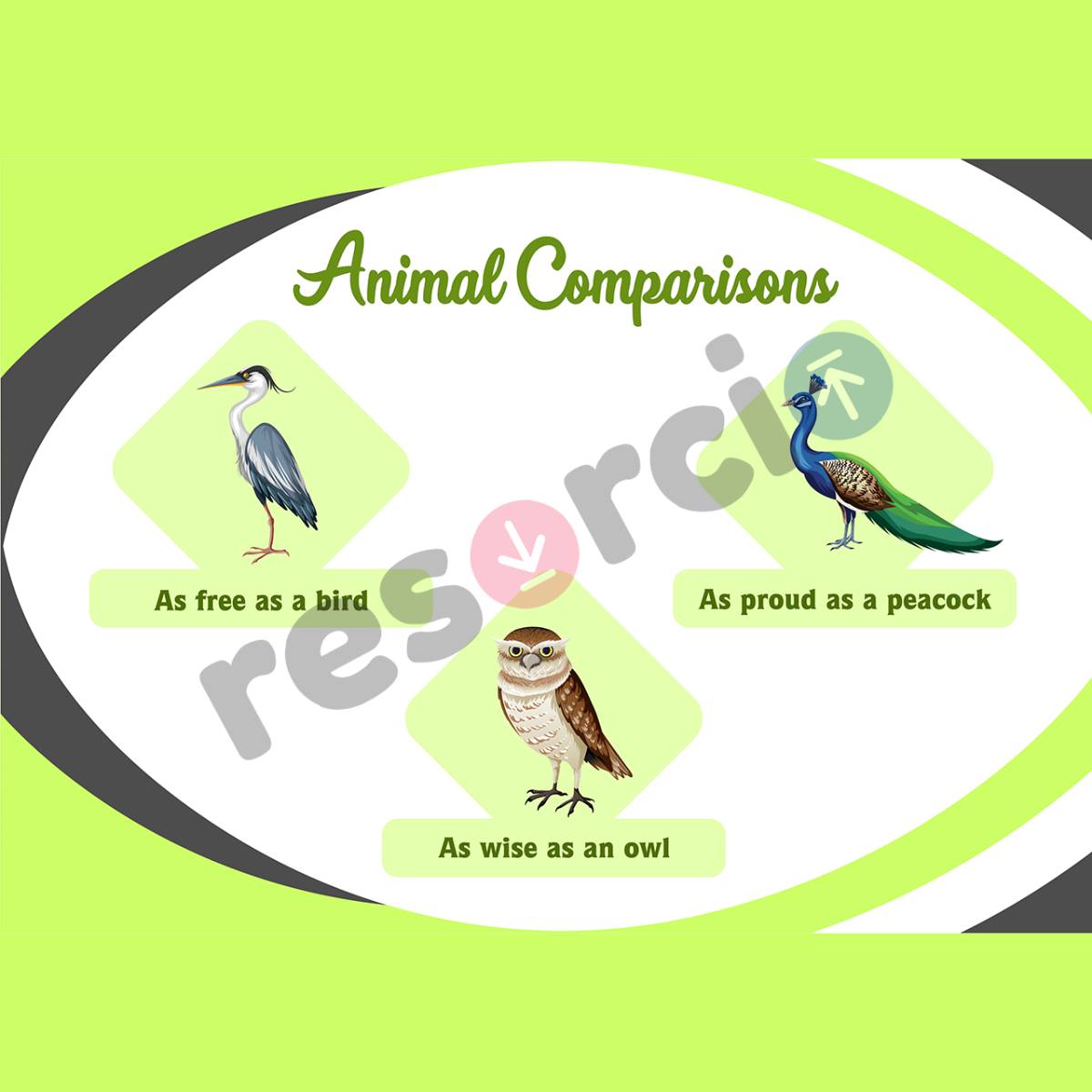 Animal Comparisons - Template - 08