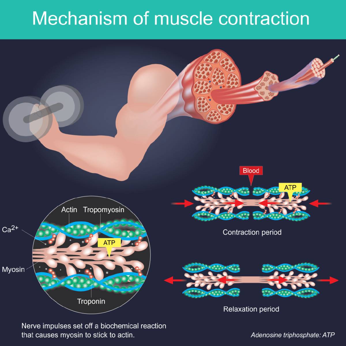 Changes During Muscular Contraction Part 1
