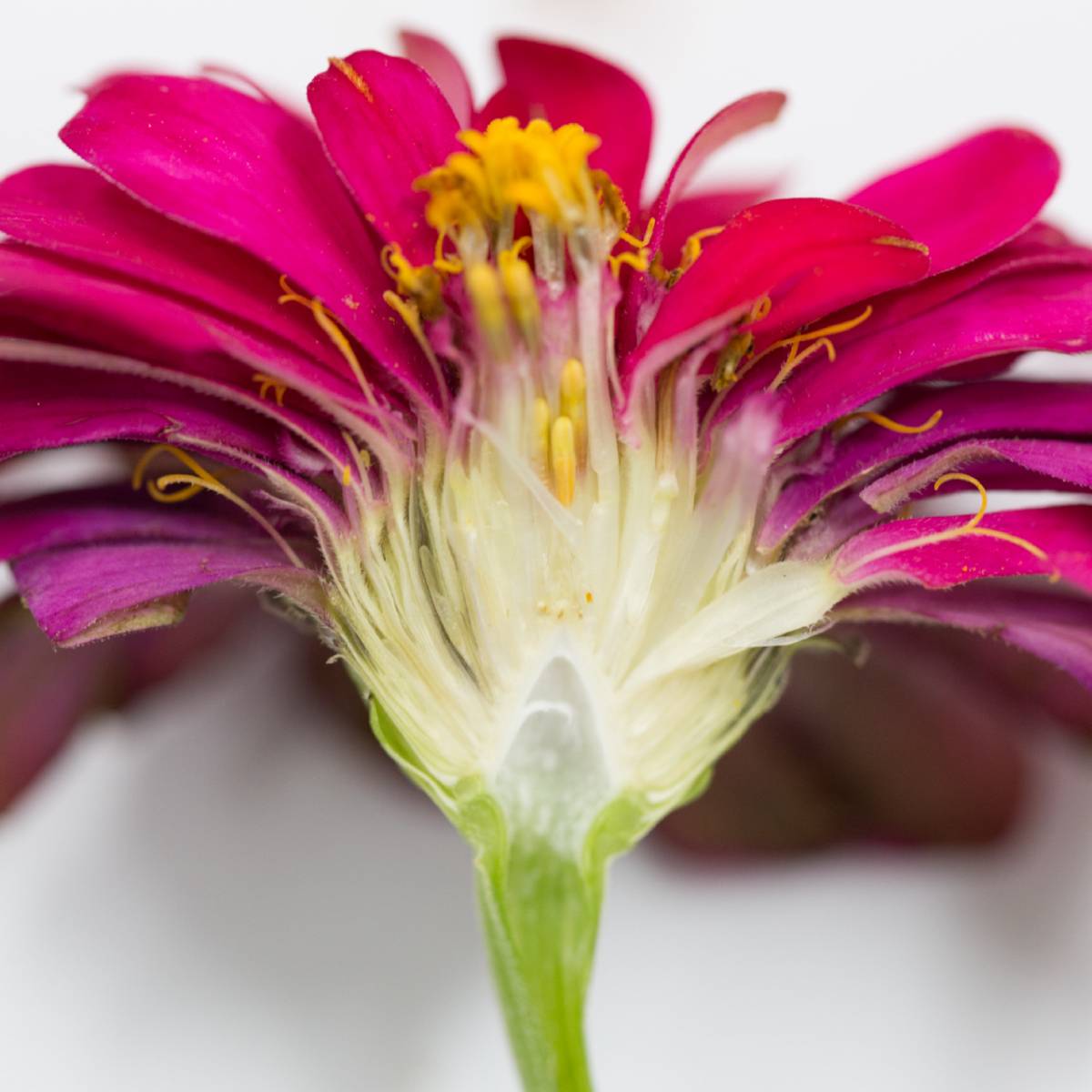 Morphology of a Flower