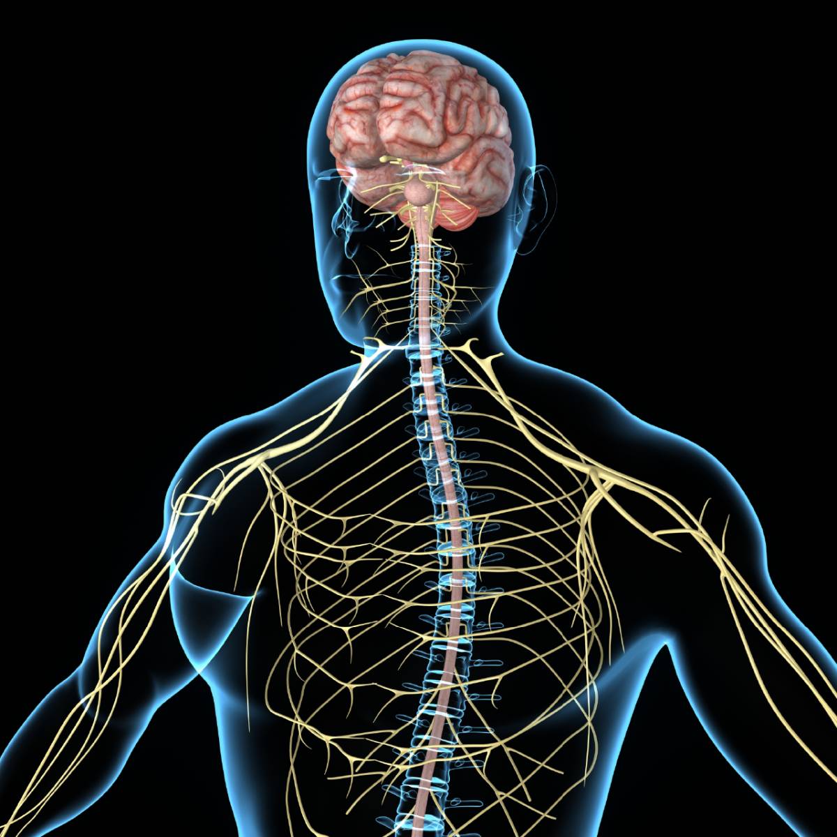 Nervous System Structure and Function