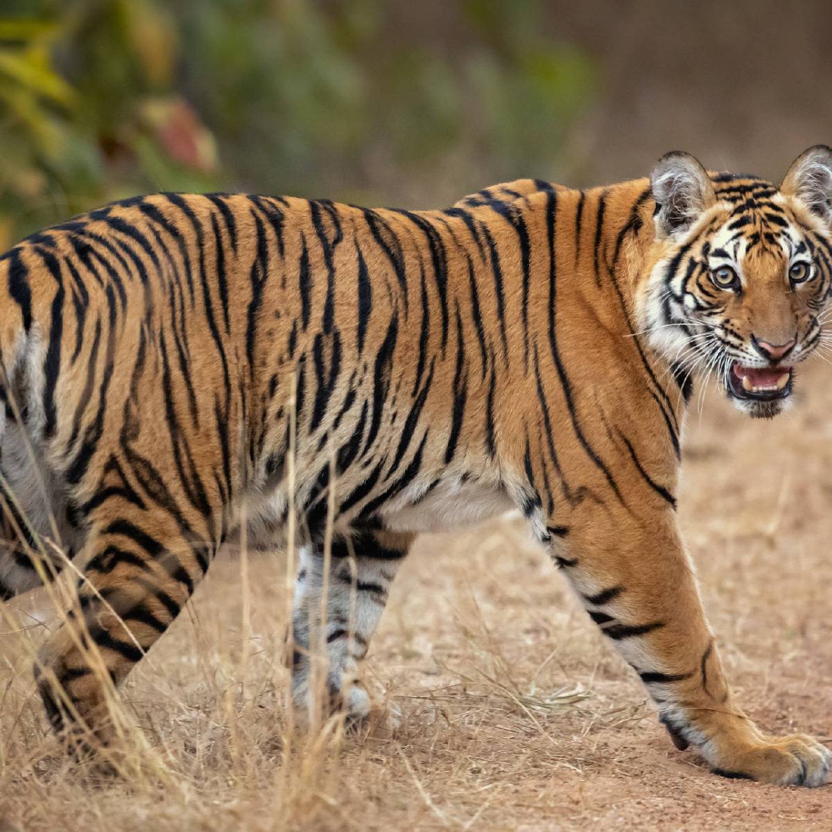 Methods of Counting Tiger Population In India